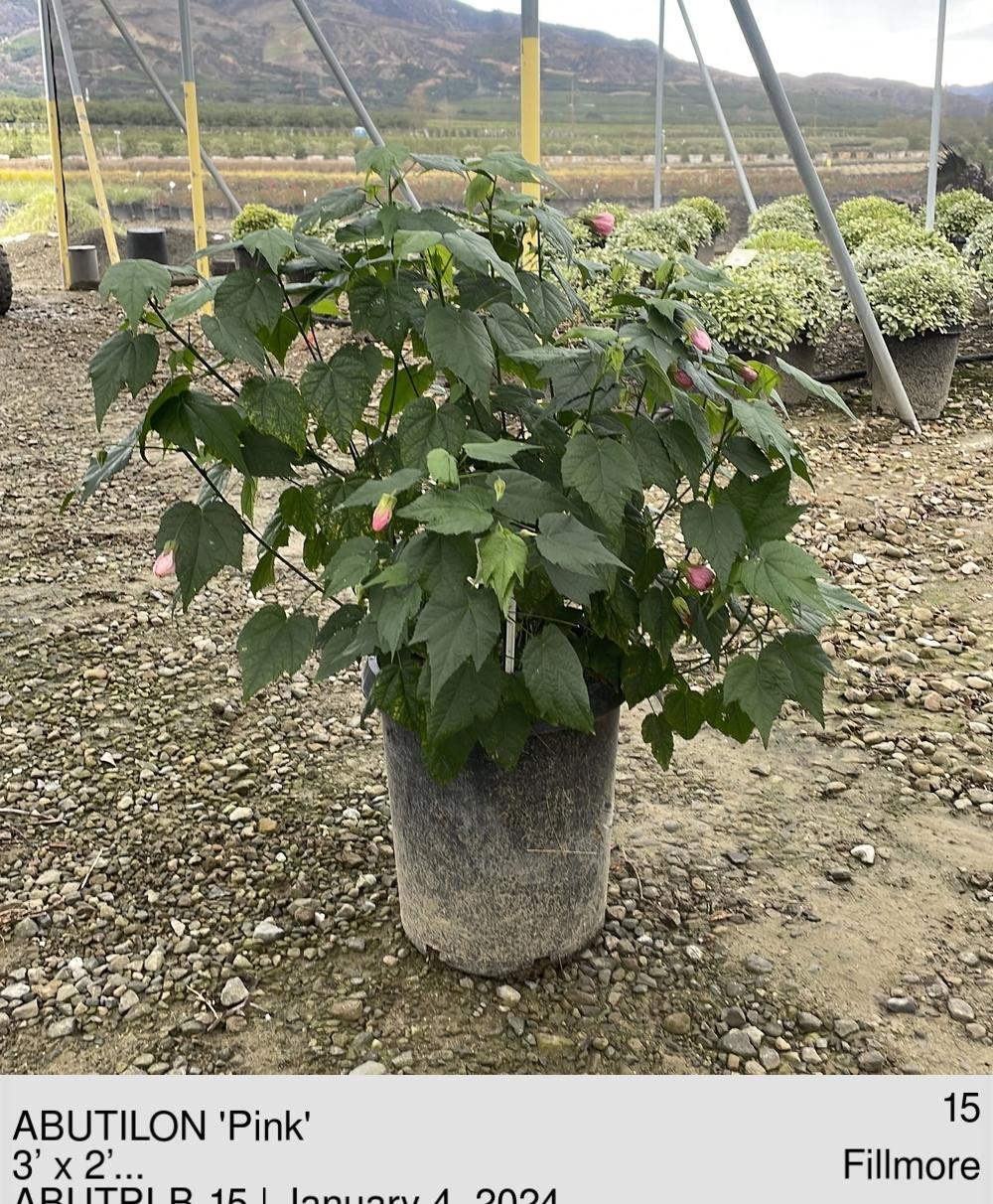 ABUTILON ‘Pink’