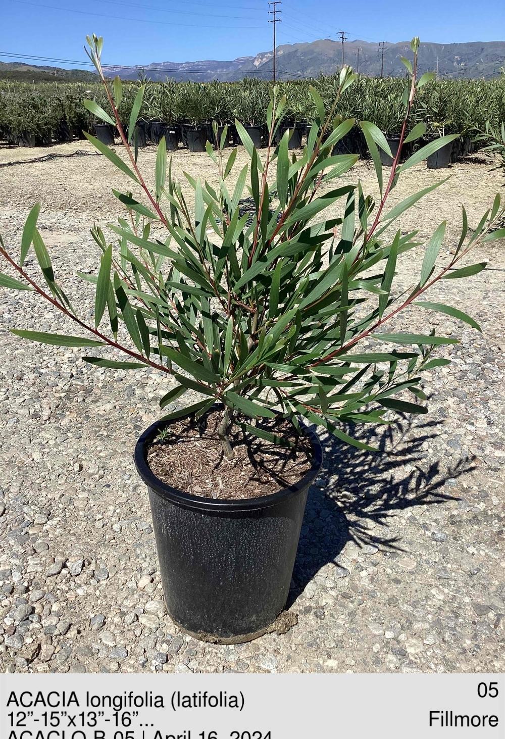 ACACIA longifolia (latifolia)
