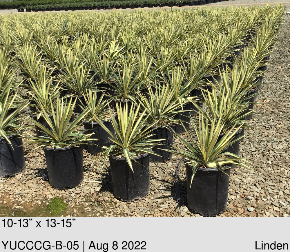 3AGzH3lOFdTWrSRVDVAG