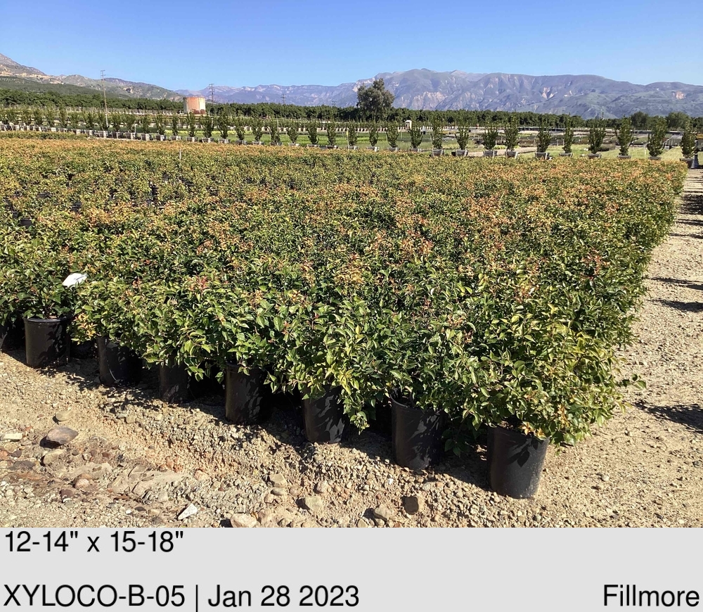 9dRrf8AsLH8BQrNtmsUc