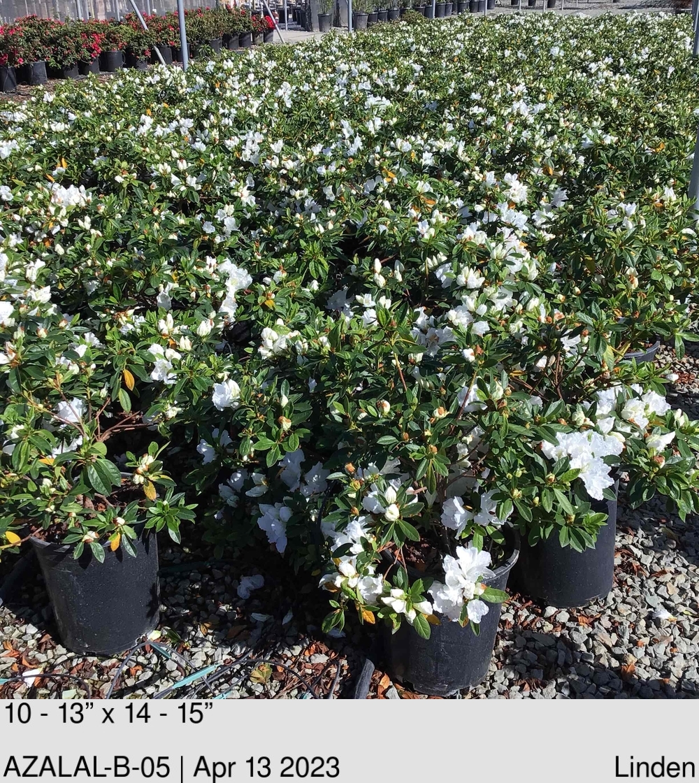 JP5fJUryYPZKvUinWY7o