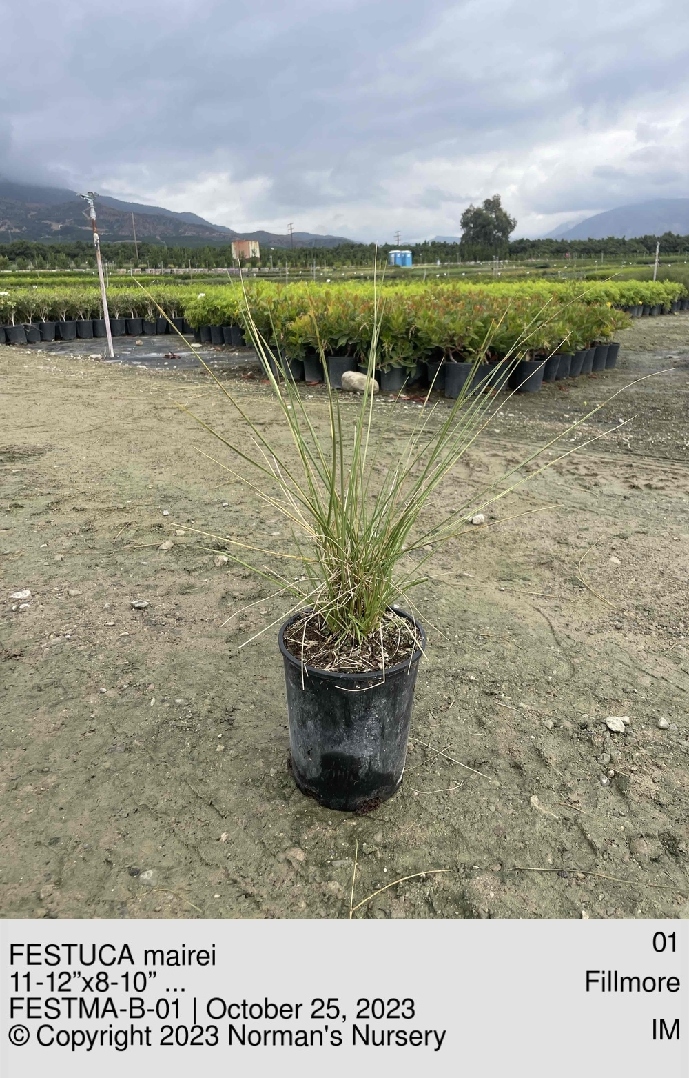 YgbZy1GNMYwMmVuaCdmF