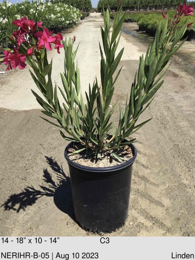 Choose an option 05 24 Clear